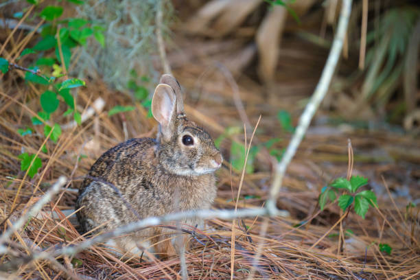 Free picture: wild rabbit, grass, nature, field, lawn, outdoor, animal