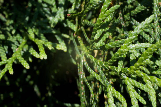 Thuja Pictures | Download Free Images on Unsplash