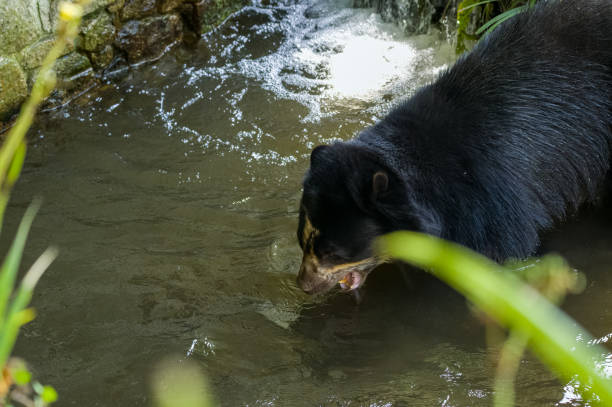 Paddington Bear Pictures | Download Free Images on Unsplash