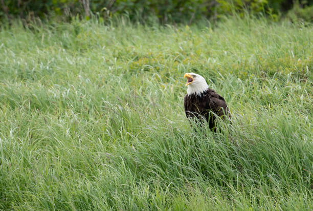 Free Stock Photo of Bald Eagle Sitting in Grass | Download Free Images ...