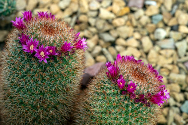 Free picture: close-up, cactus, dark red, succulent, spike, exotic ...