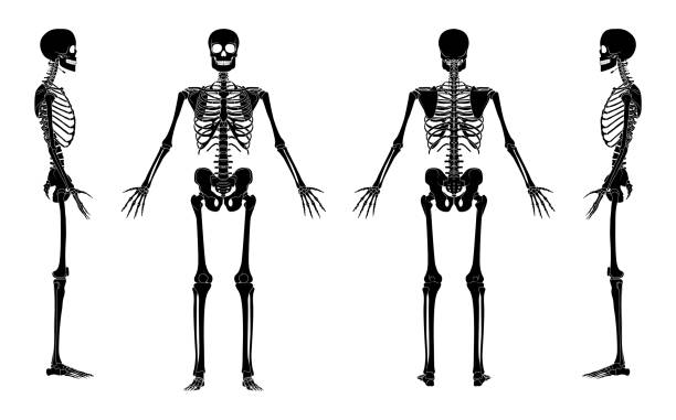 Clipart Skeleton