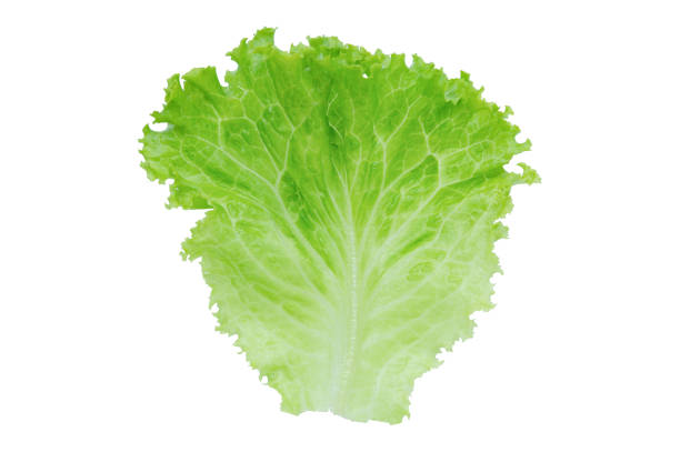 Lechuga Pictures | Download Free Images on Unsplash