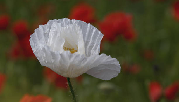 Free Stock Photo of Single white poppy flower in sunlight | Download ...
