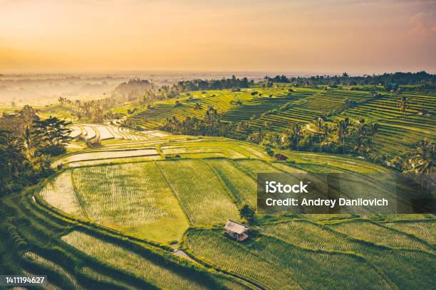 Bali Matahari Terbit Di Atas Sawah Jatiluwih Lihat Dari Atas Foto Stok ... Bali Matahari Terbit Di Atas Sawah Jatiluwih Lihat Dari Atas Foto Stok ...