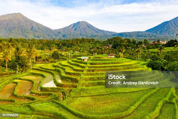 Bali Matahari Terbit Di Atas Sawah Jatiluwih Lihat Dari Atas Foto Stok ... Bali Matahari Terbit Di Atas Sawah Jatiluwih Lihat Dari Atas Foto Stok ...