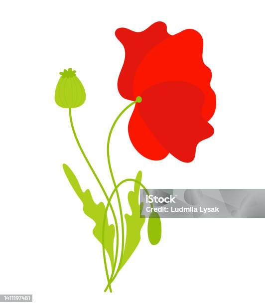 Bunga Poppy Merah Yang Indah Dengan Daun Dan Kuncup Ilustrasi Vektor