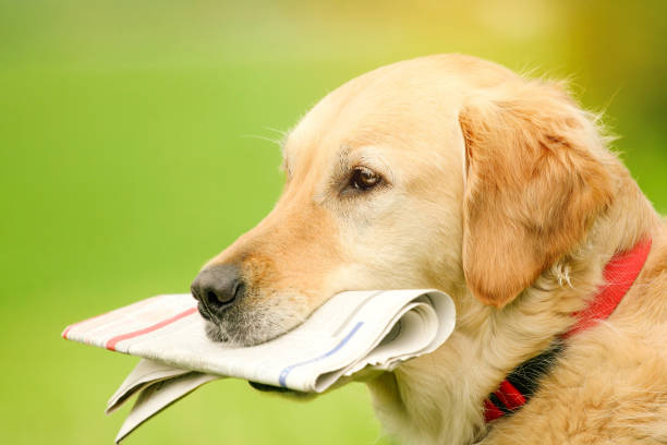 Fetch Pictures | Download Free Images on Unsplash