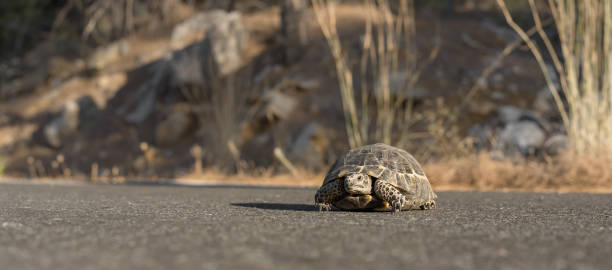 Free Stock Photo of Small Turtle Crossing Sandy Road | Download Free ...