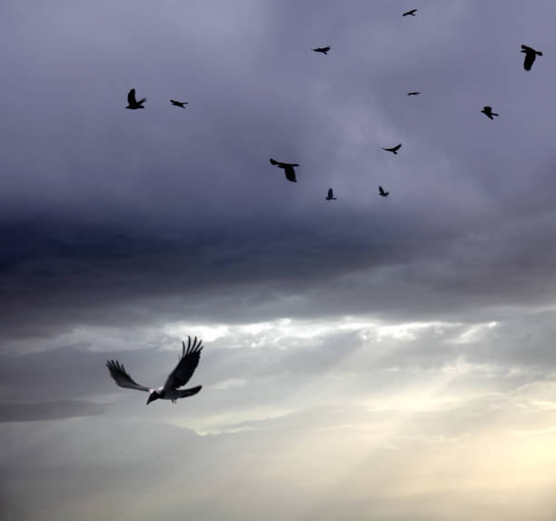 Free picture: crow, flying, overhead
