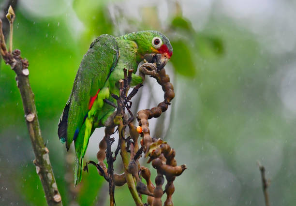 Yellow Parrot Pictures | Download Free Images on Unsplash