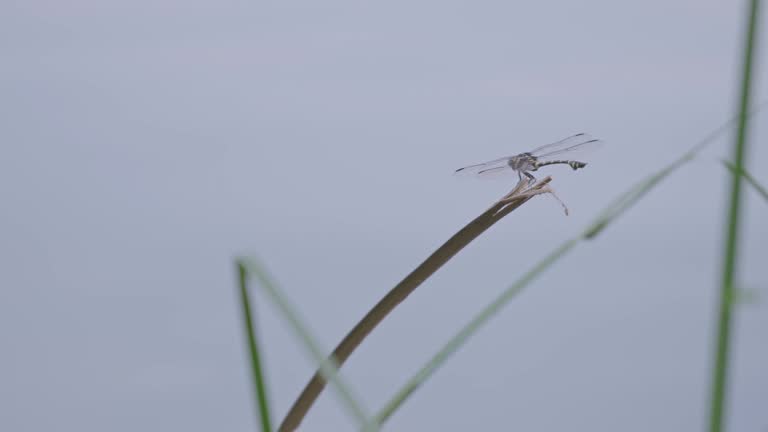 Free Dragonfly Mating Behavior Stock Video Footage And B Roll Download 4k
