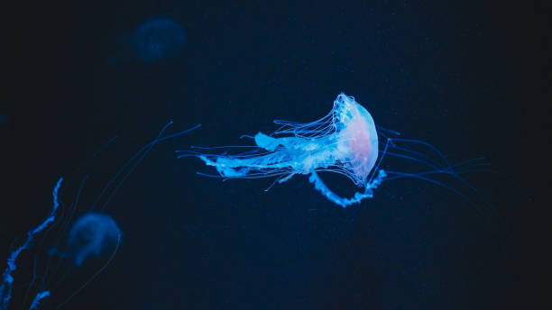 Free Stock Photo of Blue Jellyfish Floating in Dark Water | Download ...