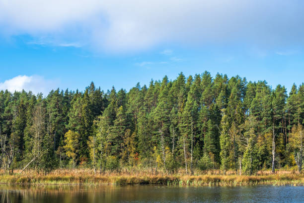 Forest Lake Pictures | Download Free Images on Unsplash