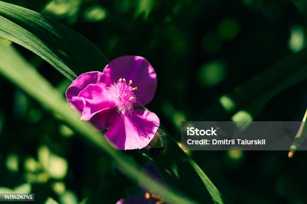 Tradescantia Blooms In A Flower Bed A Beautiful Flower Among Lush ... Tradescantia Blooms In A Flower Bed A Beautiful Flower Among Lush ...