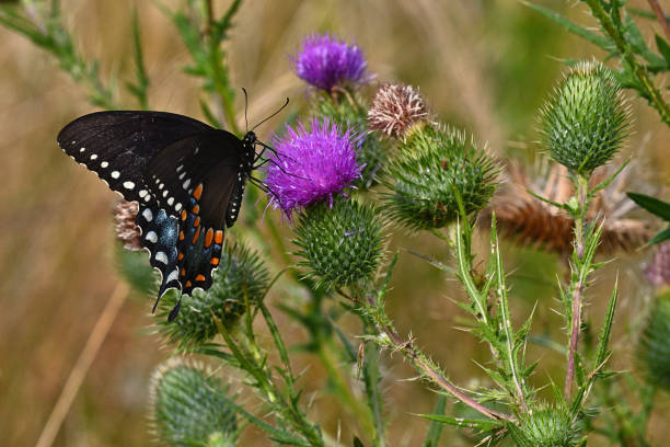 Free Stock Photo of Swallowtail Butterfly on Orange Flowers | Download ...