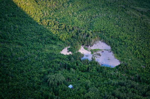 Boreal Forest Pictures | Download Free Images on Unsplash