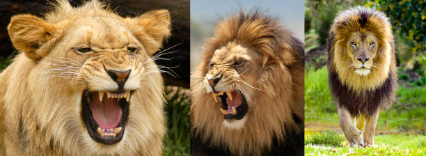 Lion Photography