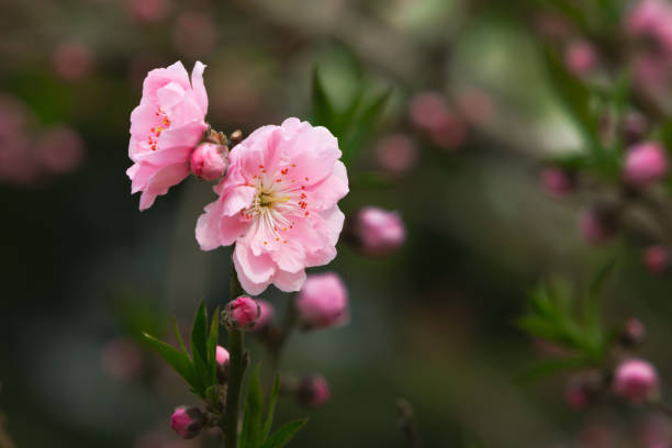 Plum Bossom Pictures | Download Free Images on Unsplash