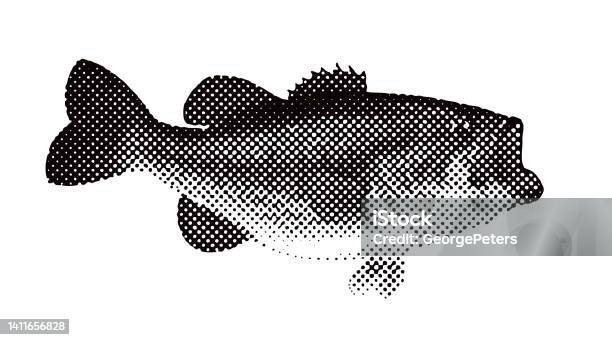 Largemouth Bass Diisolasi Dengan Latar Belakang Putih Ilustrasi Stok