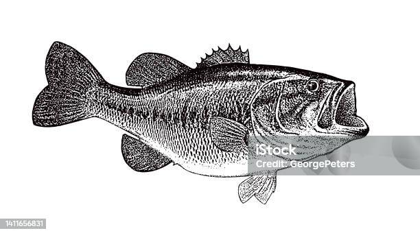 Largemouth Bass Diisolasi Dengan Latar Belakang Putih Ilustrasi Stok