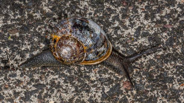 Free Stock Photo of Snail crawling on the pavement | Download Free ...