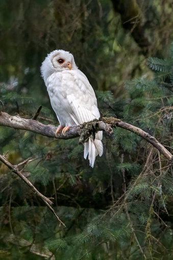 Búho Barrado Albino Encaramado En Una Rama De Árbol Columbia Británica Canadá Foto De Stock Y