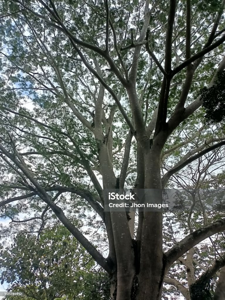 Sengon Tree Stock Photo - Download Image Now - Beauty In Nature, Branch ... Sengon Tree Stock Photo - Download Image Now - Beauty In Nature, Branch ...