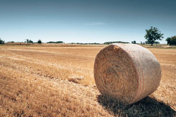 30k+ Hay Pictures | Download Free Images on Unsplash