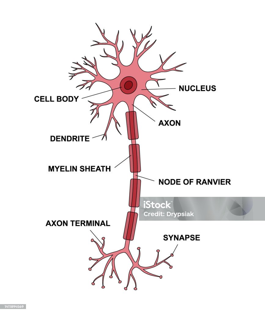Anatomi Neuron Dengan Deskripsi Bagian Utama Struktur Ilustrasi Sel ... Anatomi Neuron Dengan Deskripsi Bagian Utama Struktur Ilustrasi Sel ...