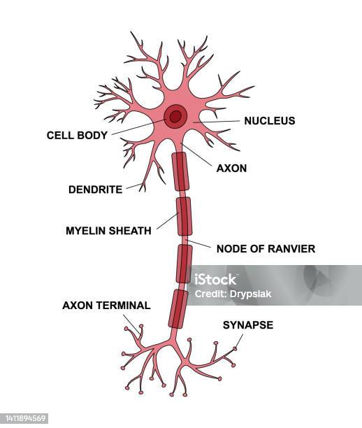 Neuron Anatomy With Description Main Parts Structure Of A Neuron Cell ... Neuron Anatomy With Description Main Parts Structure Of A Neuron Cell ...