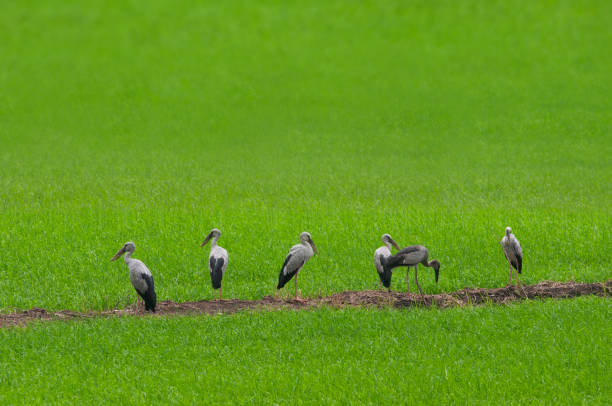 Free Stock Photo of Birds Standing on Top of Lush Green Field ...