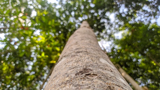 Sengon Tree Stock Photo - Download Image Now - Abstract, Asia ... Sengon Tree Stock Photo - Download Image Now - Abstract, Asia ...