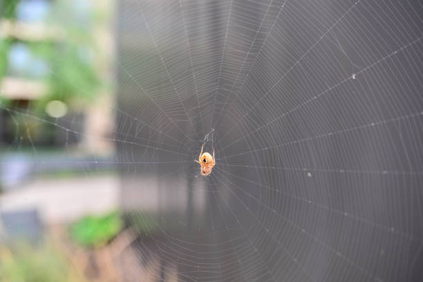 Free Stock Photo of Spider making its web | Download Free Images and ...