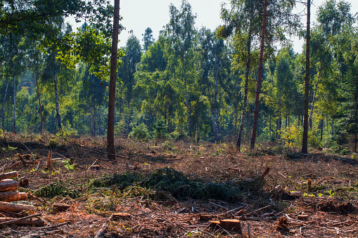 Hutan Jenis Konifera Di Mana Pohonpohon Kering Dipenuhi Dengan Kumbang