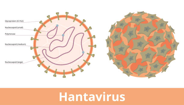 Hantavirus Outbreak: Cruise Ship Cases Spread Globally-WHO Warns of ...