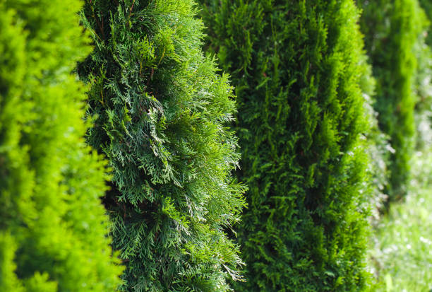 Thuja Pictures | Download Free Images on Unsplash