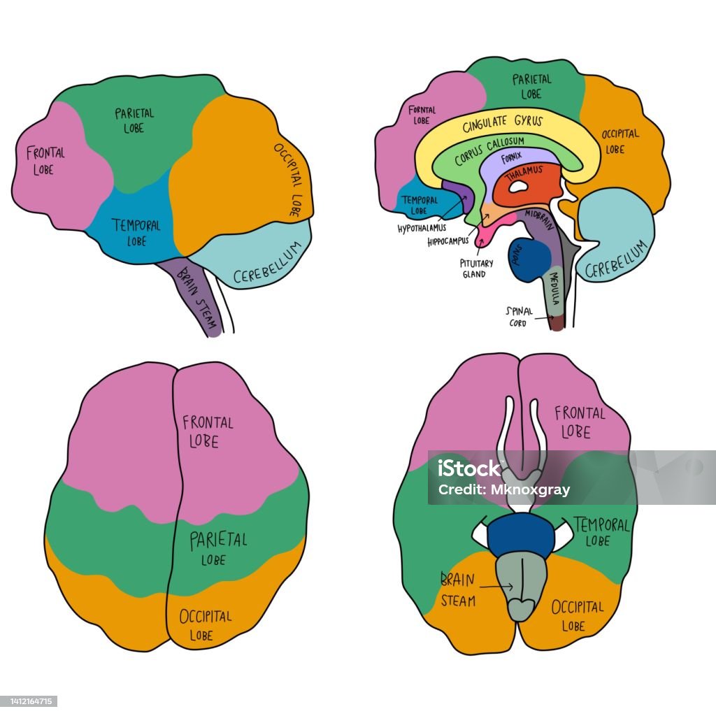Illustration Vectorielle Colorée Du Diagramme Danatomie Du Cerveau