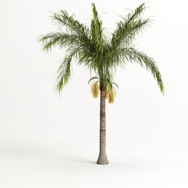 Plam Trees Pictures | Download Free Images on Unsplash