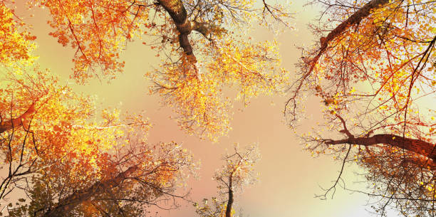 500+ Tree Canopy Pictures [HD] | Download Free Images on Unsplash