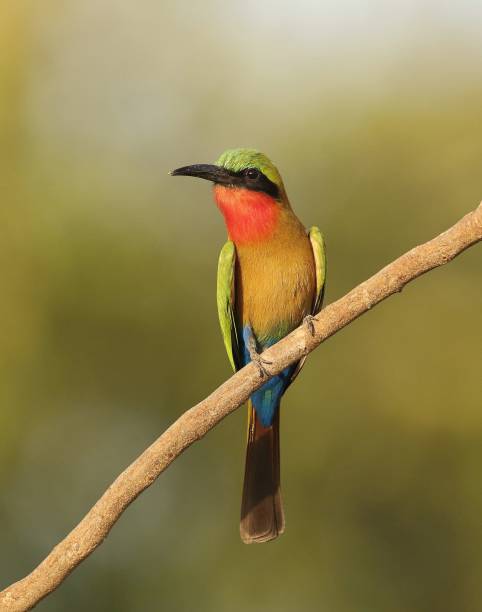 Bee Eater Pictures | Download Free Images on Unsplash