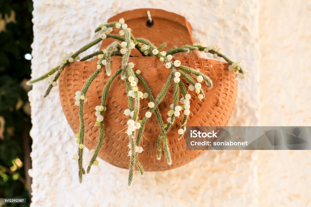 Rhipsalis Baccifera Horrida Dalam Pot Tanah Liat Foto Stok Unduh