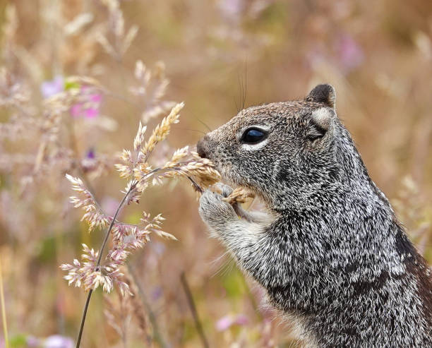 Free Stock Photo of Groundhog Eating a Piece of Food | Download Free ...