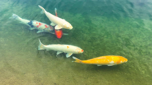 Free Stock Photo of A group of Koi fish swimming in water | Download ...