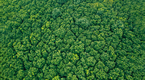 Free Stock Photo of Aerial View of Dense Forest Canopy With Trees ...