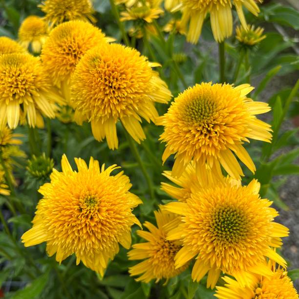 Coneflowers Yellow Flowers - Free photo on Pixabay - Pixabay