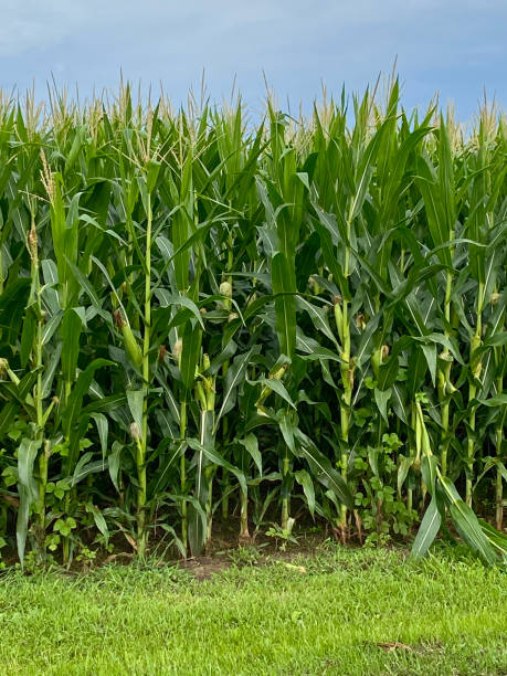 Corn Field Hd
