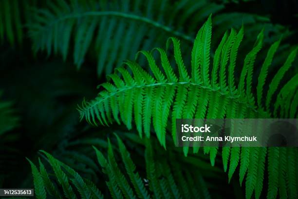 Daun Pakis Hijau Fotografi Makro Spanduk Bunga Pakis Sifat Simetri