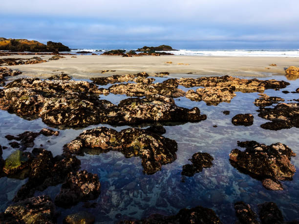 Free Stock Photo of beach fort bragg california rocky shore ocean sand ...