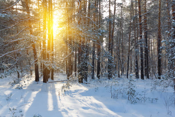 Winter Sun Pictures | Download Free Images on Unsplash